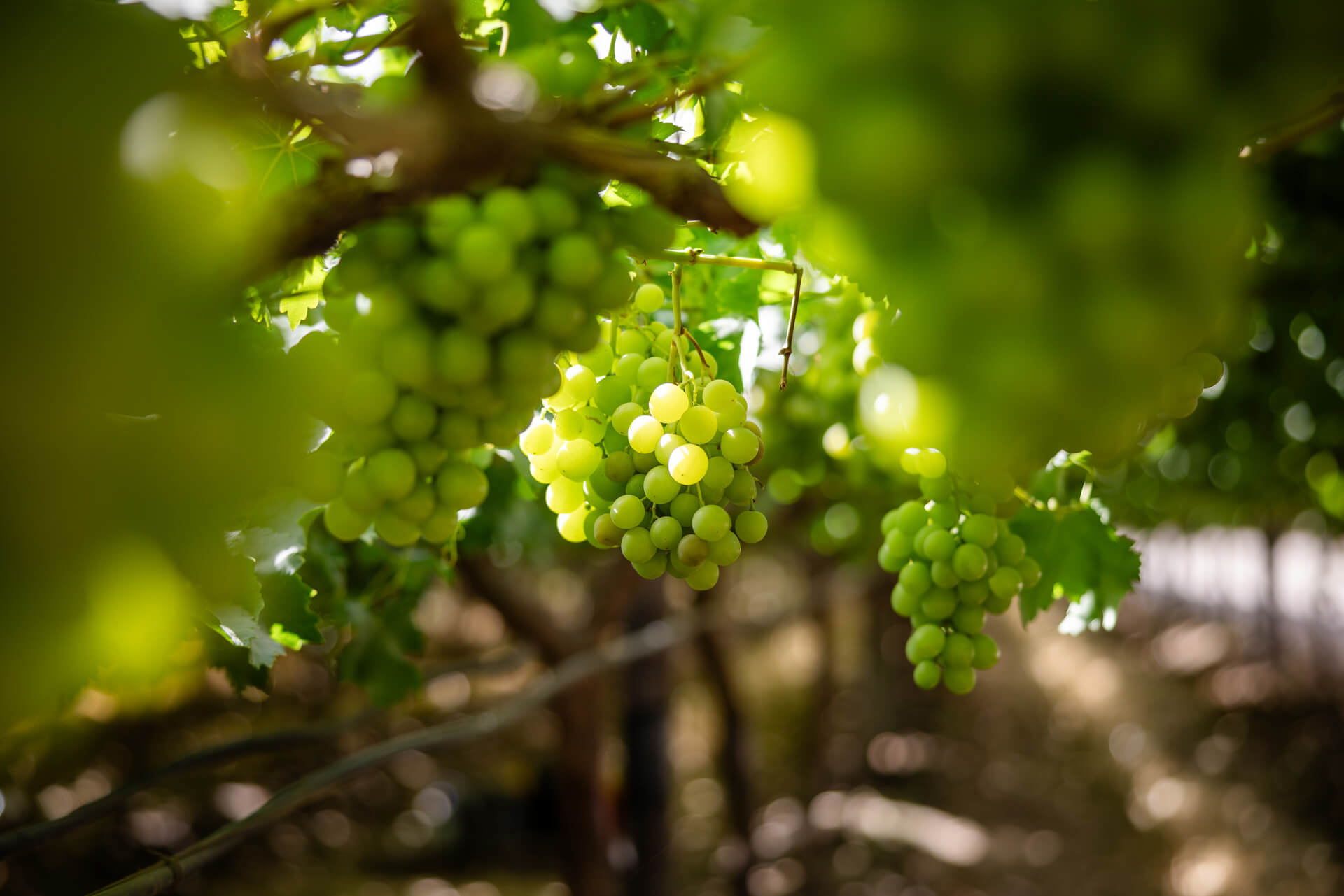 Grapes - Origin Fruit Group