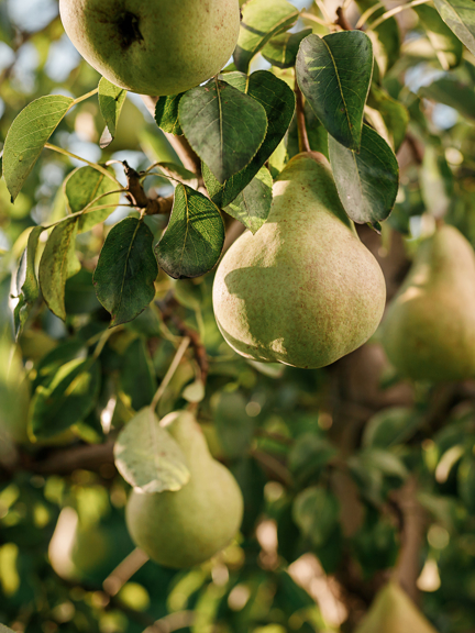 Pears