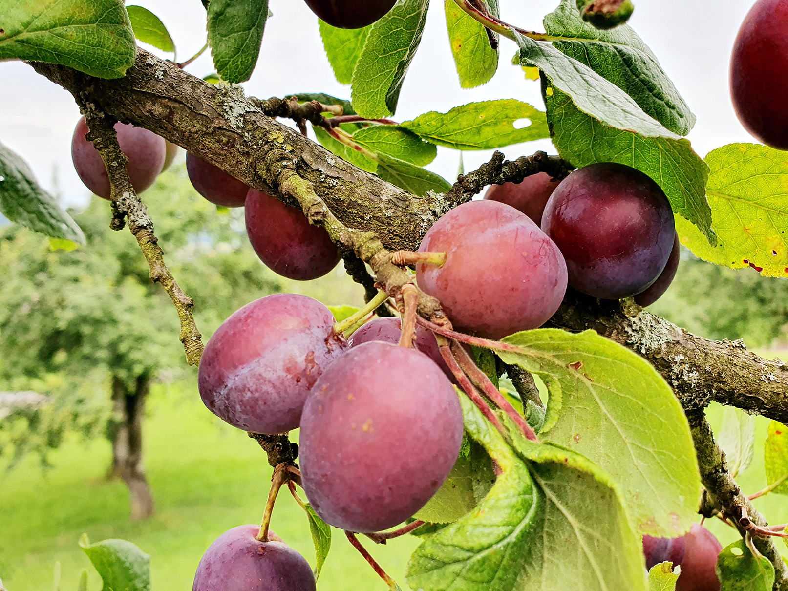 Stone fruit - Origin Fruit Group