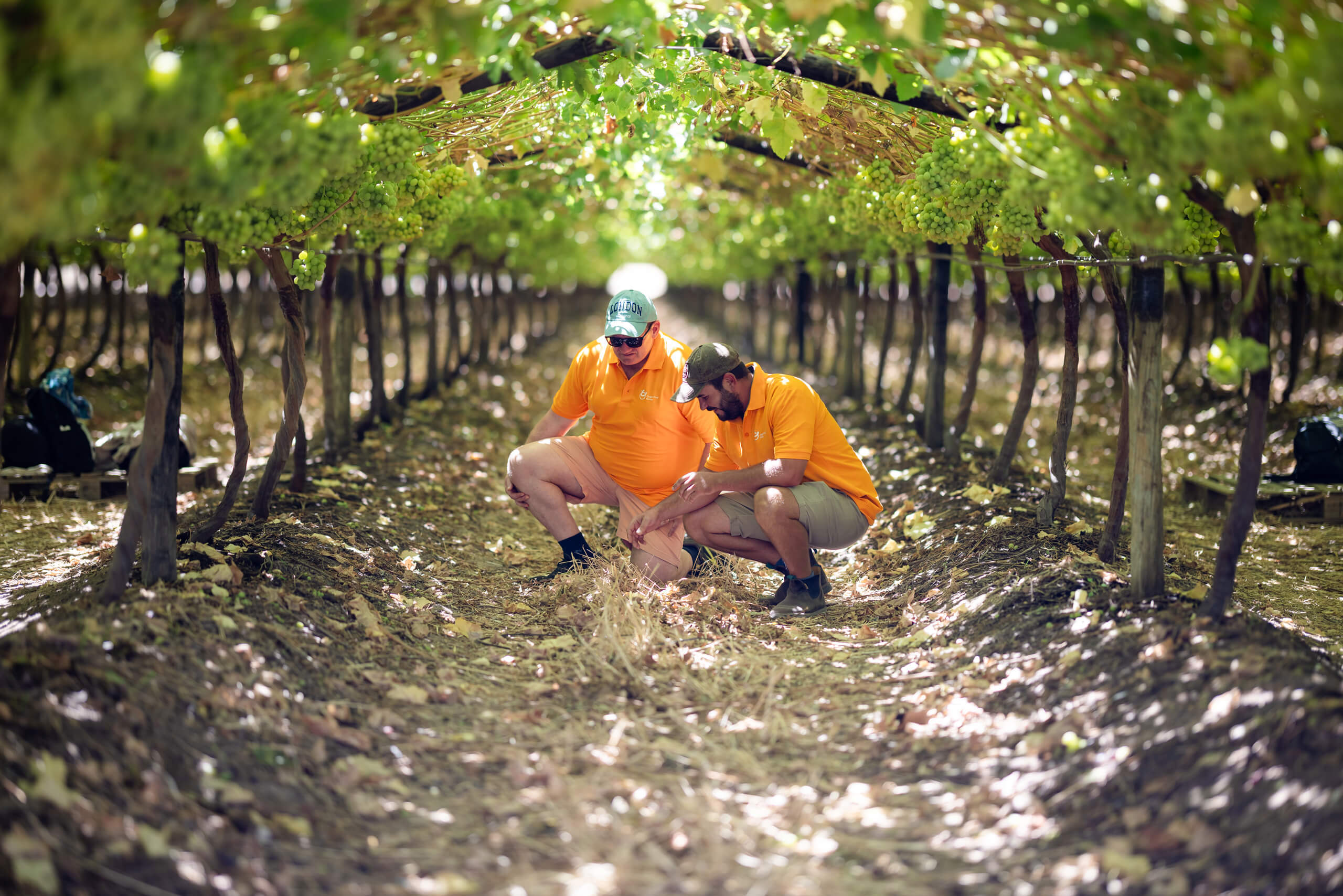 Sustainability - Origin Fruit Group