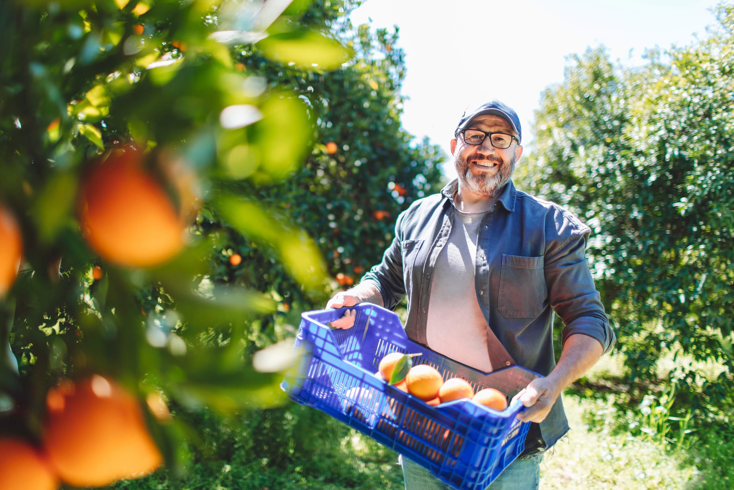 Citrus - Origin Fruit Group