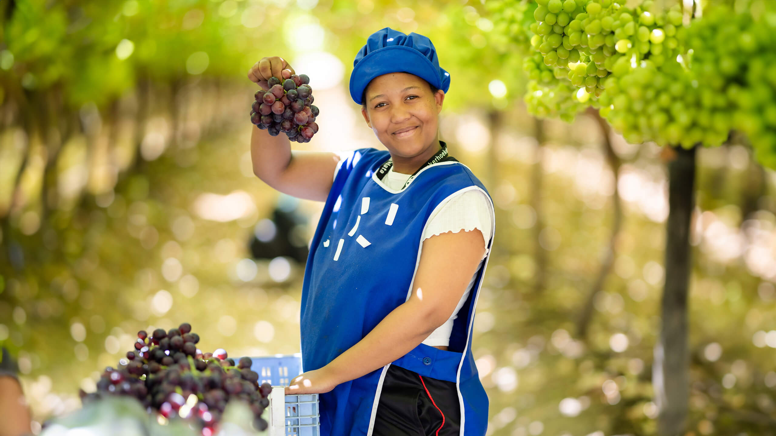 Sustainability - Origin Fruit Group