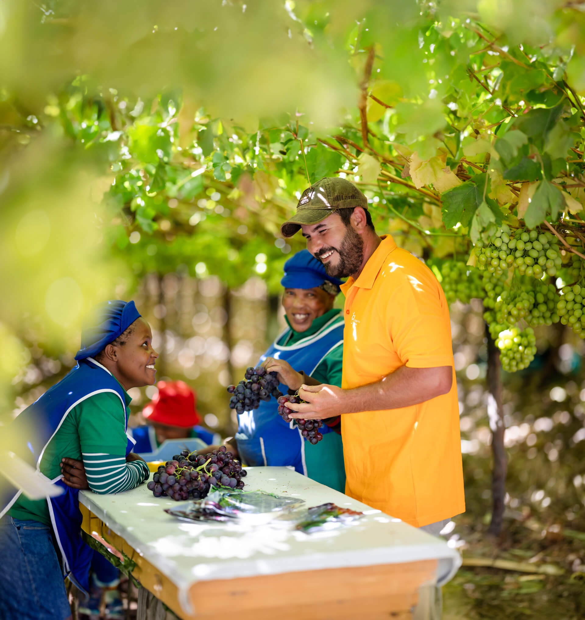 Origin Fruit Group