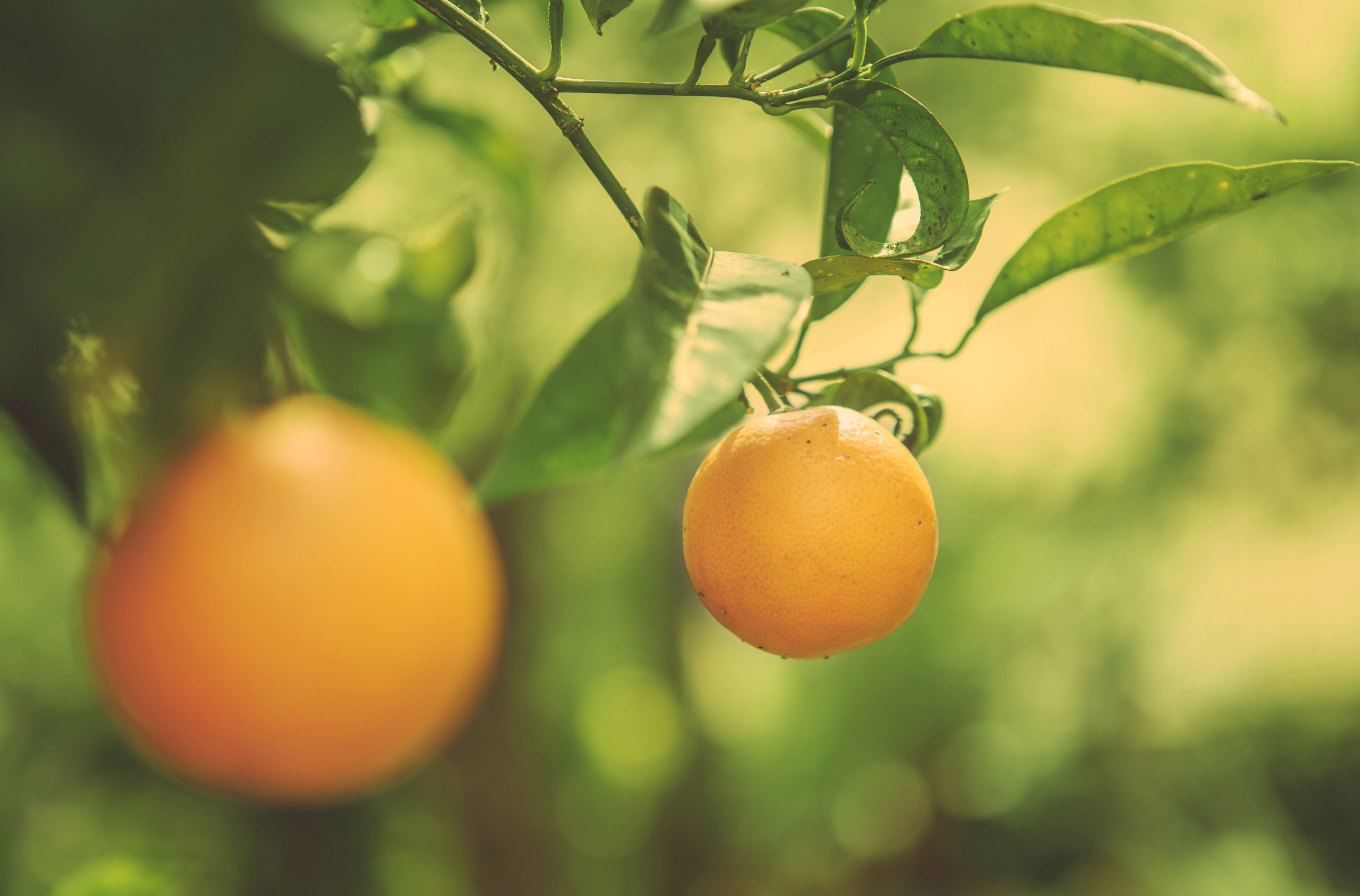 Citrus - Origin Fruit Group