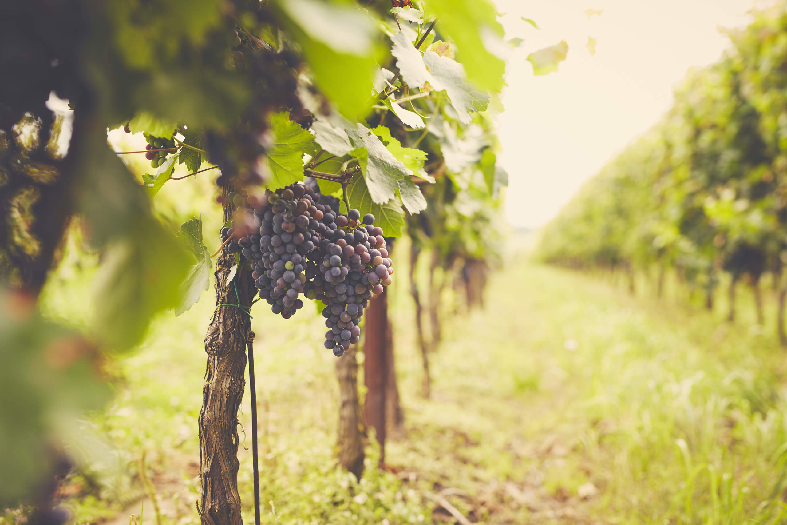 Contact - Origin Fruit Group