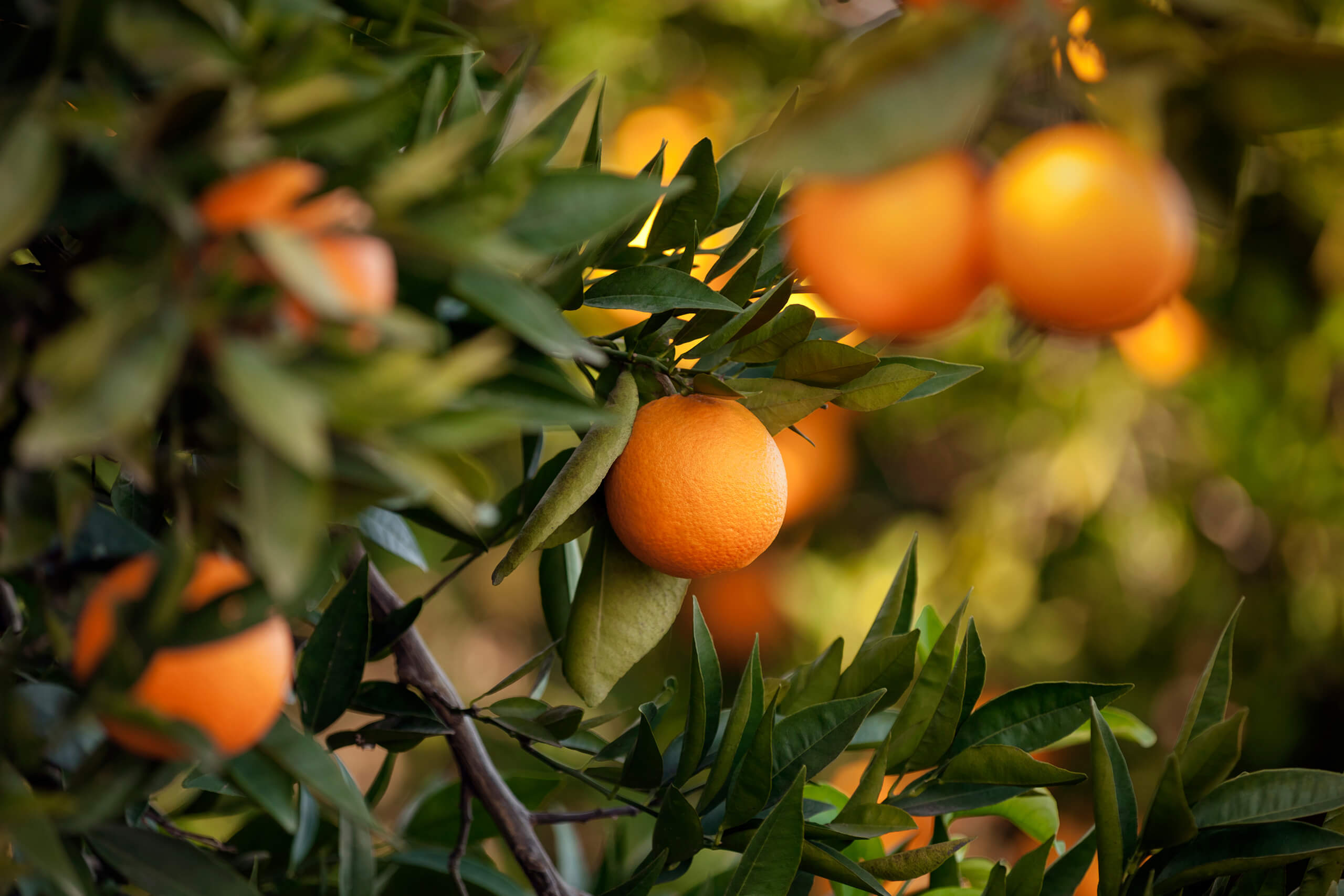 Tangerines